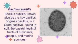 Commonly used Microbes in Biotechnology.pptx
