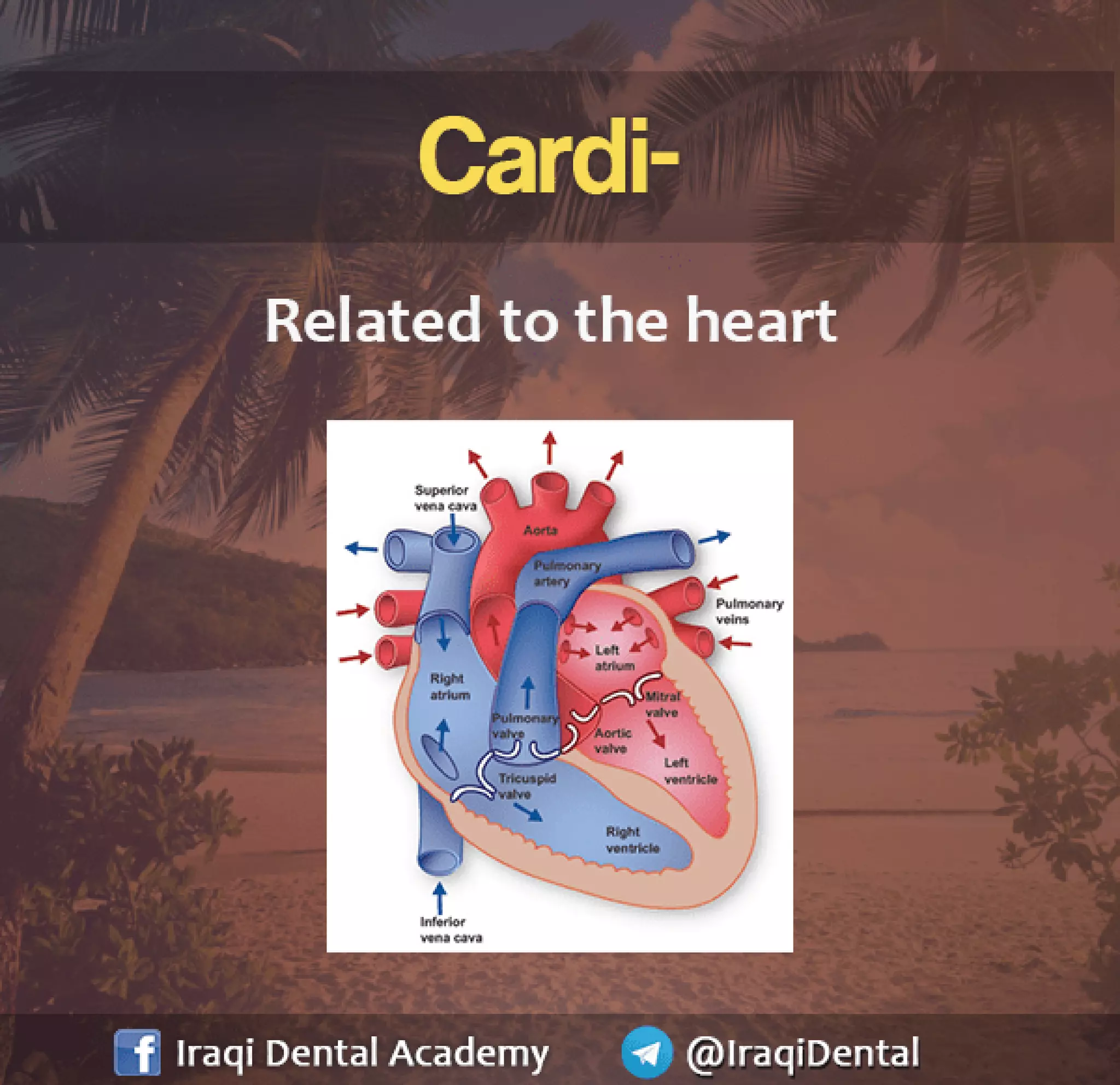 Common Medical and Dental Terminologies | PDF