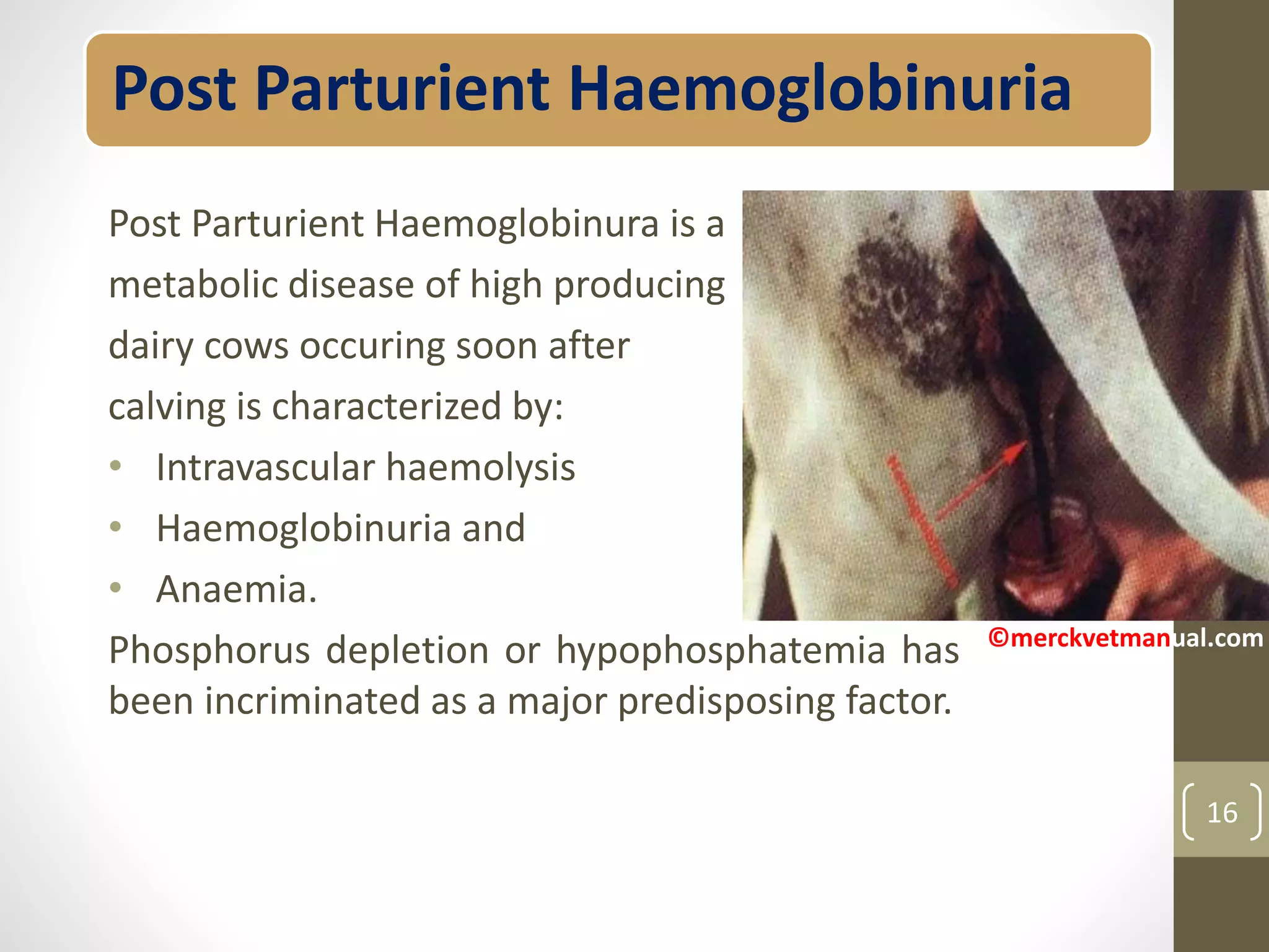 Common metabolic diseases of cattle | PPTX