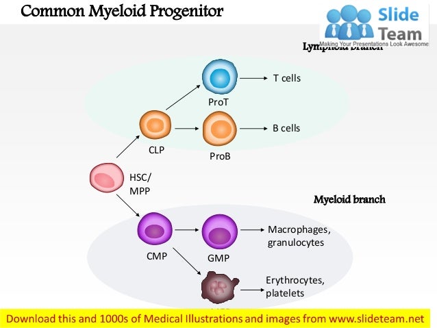 Common myeloid progenitor medical images for power point