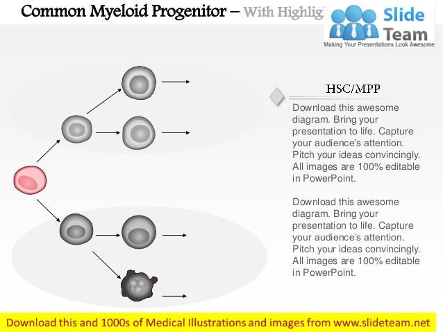 Common myeloid progenitor medical images for power point