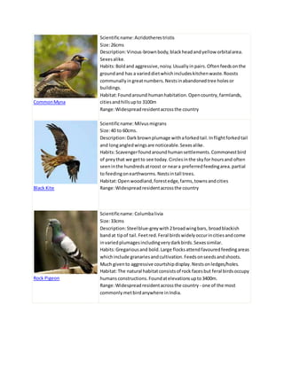 Common myna birds | DOCX