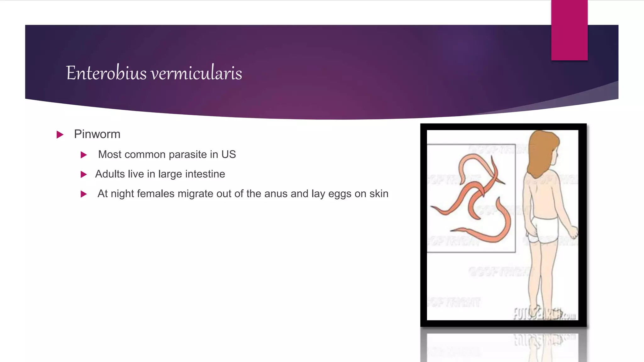 common nematode pathogens.pptx | Digestive Disorders | Diseases and ...