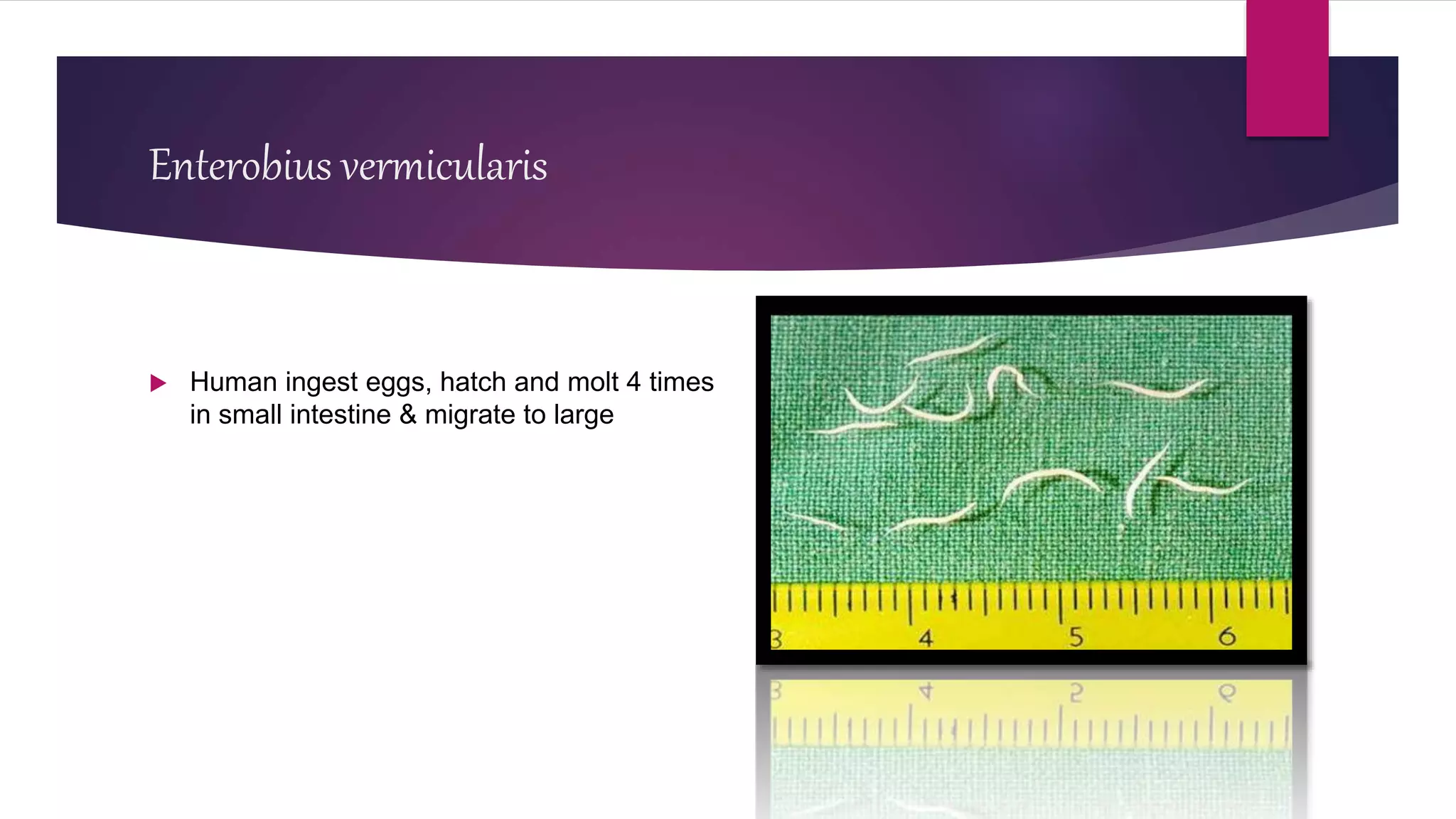 common nematode pathogens.pptx