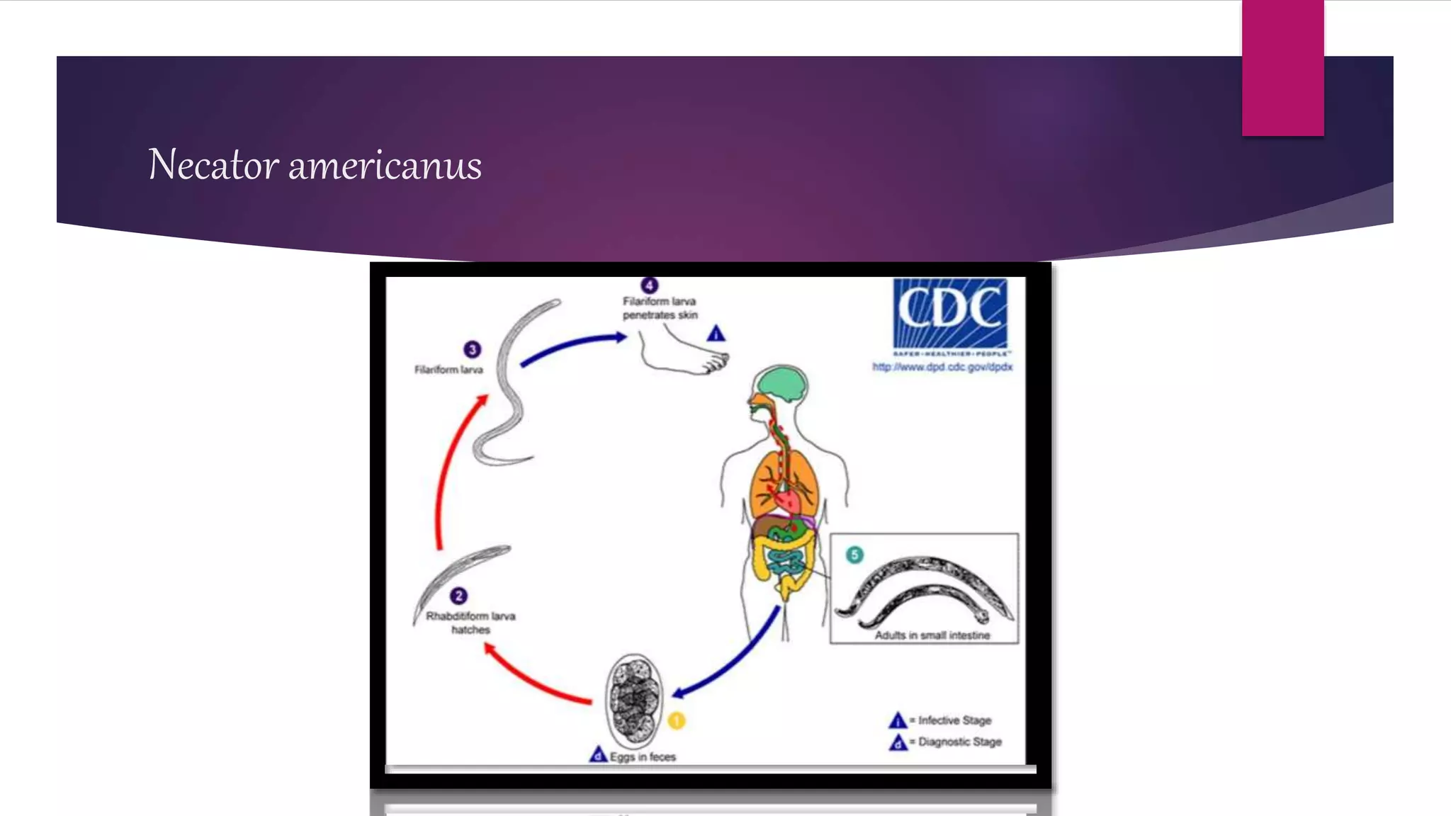common nematode pathogens.pptx | Digestive Disorders | Diseases and ...