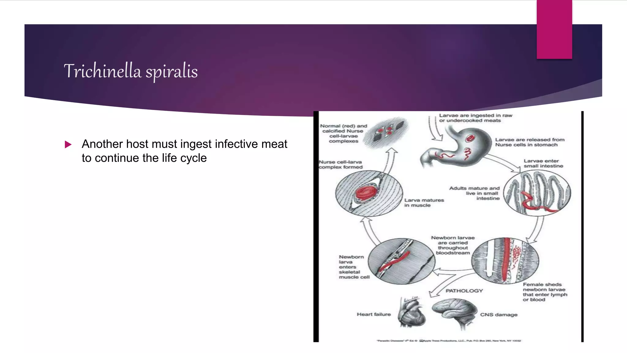 common nematode pathogens.pptx | Digestive Disorders | Diseases and ...