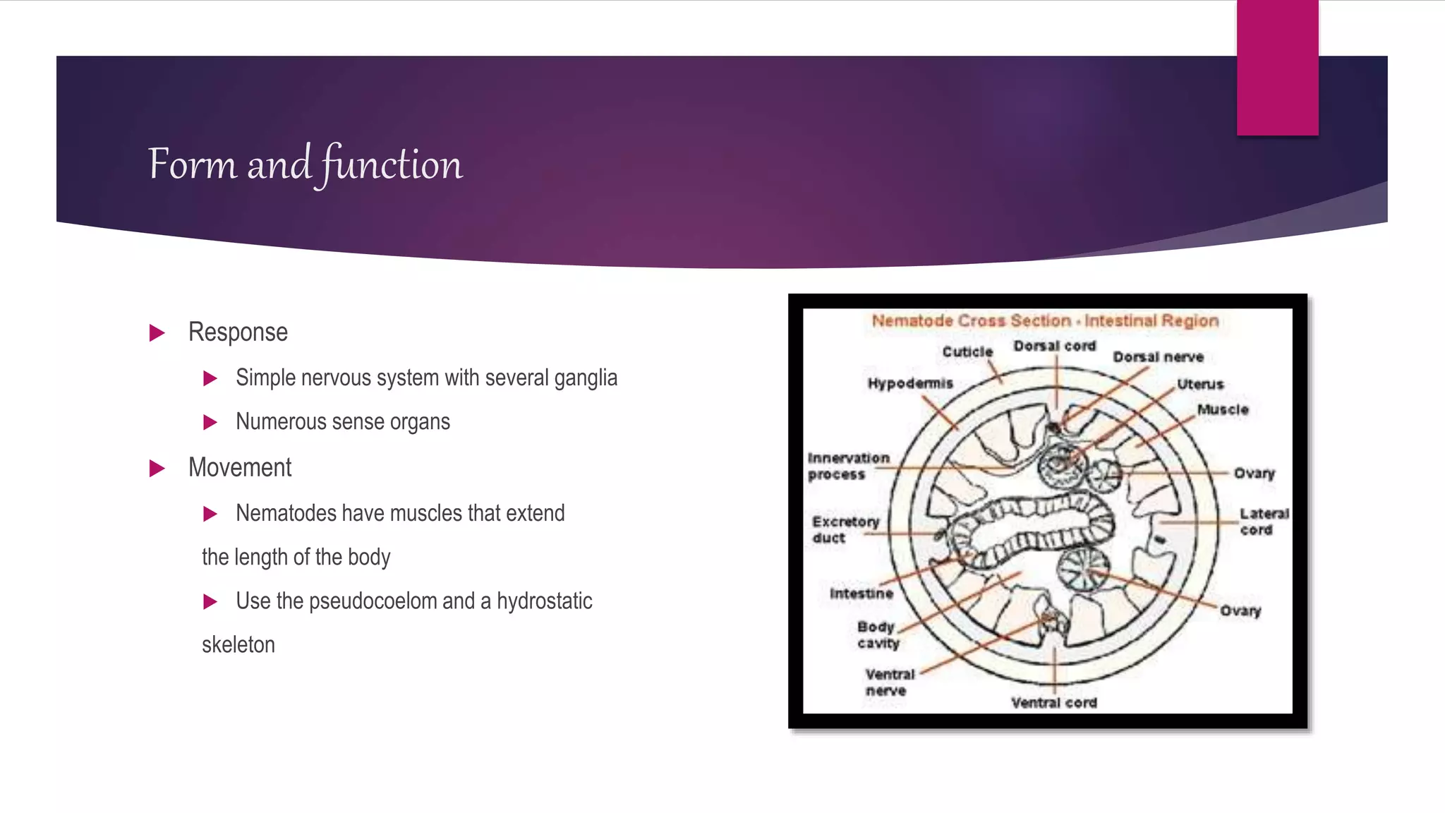 common nematode pathogens.pptx