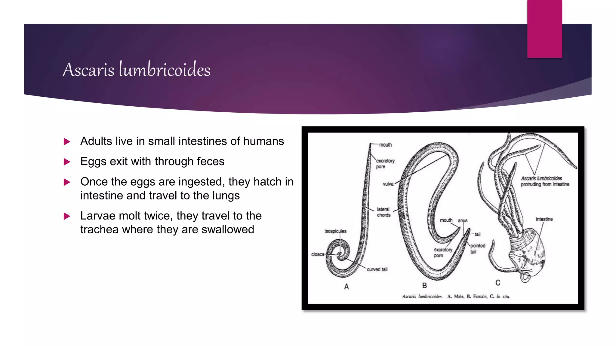common nematode pathogens.pptx | Digestive Disorders | Diseases and ...