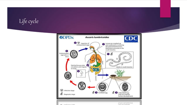 common nematode pathogens.pptx | Digestive Disorders | Diseases and ...