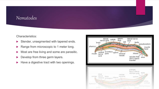 common nematode pathogens.pptx