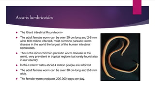 common nematode pathogens.pptx