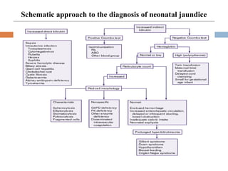 approach to the diagnosis of Neonatal jaundice | PPT