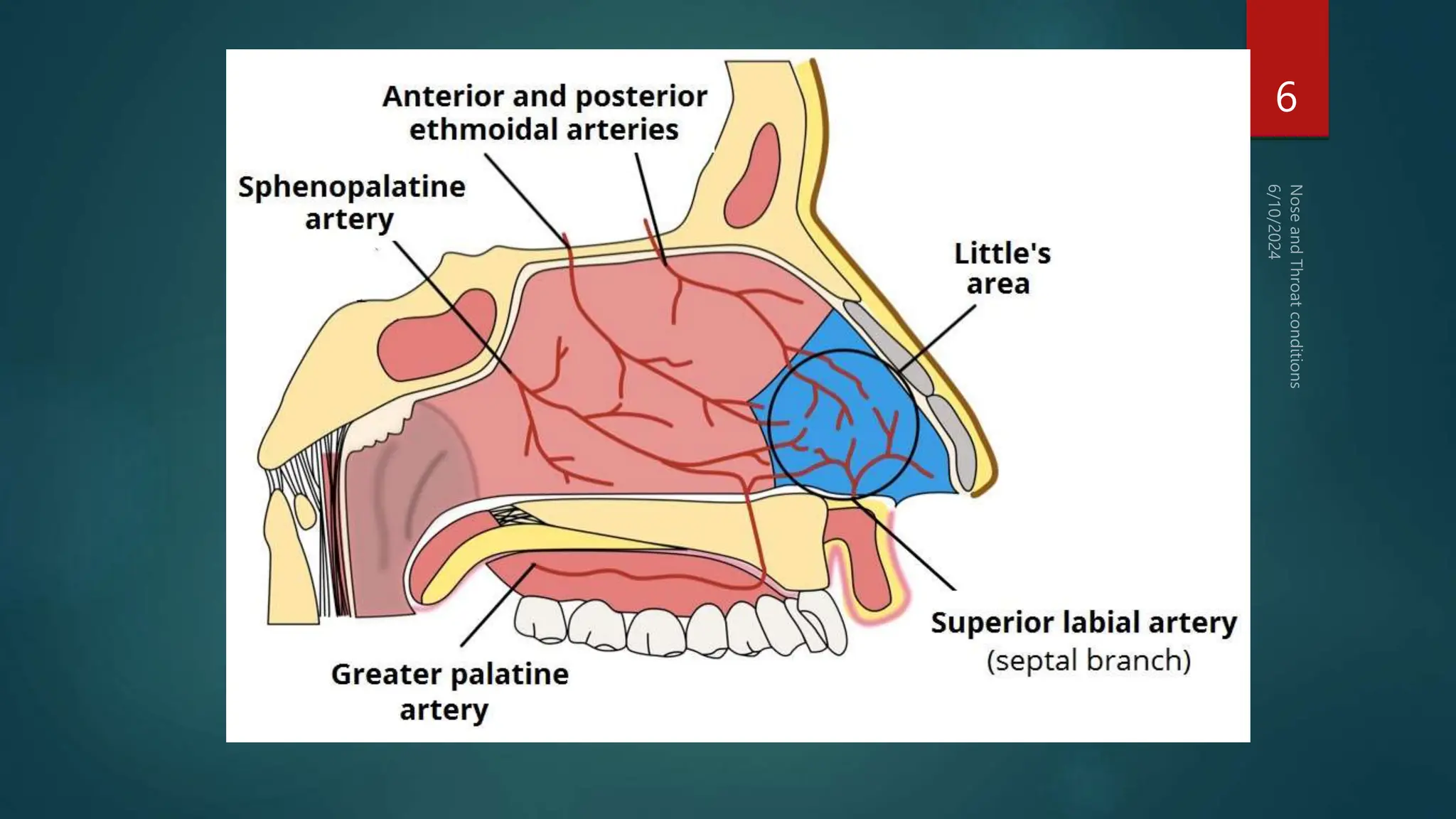 Common Nose and Throat Conditions for ENT class.pptx