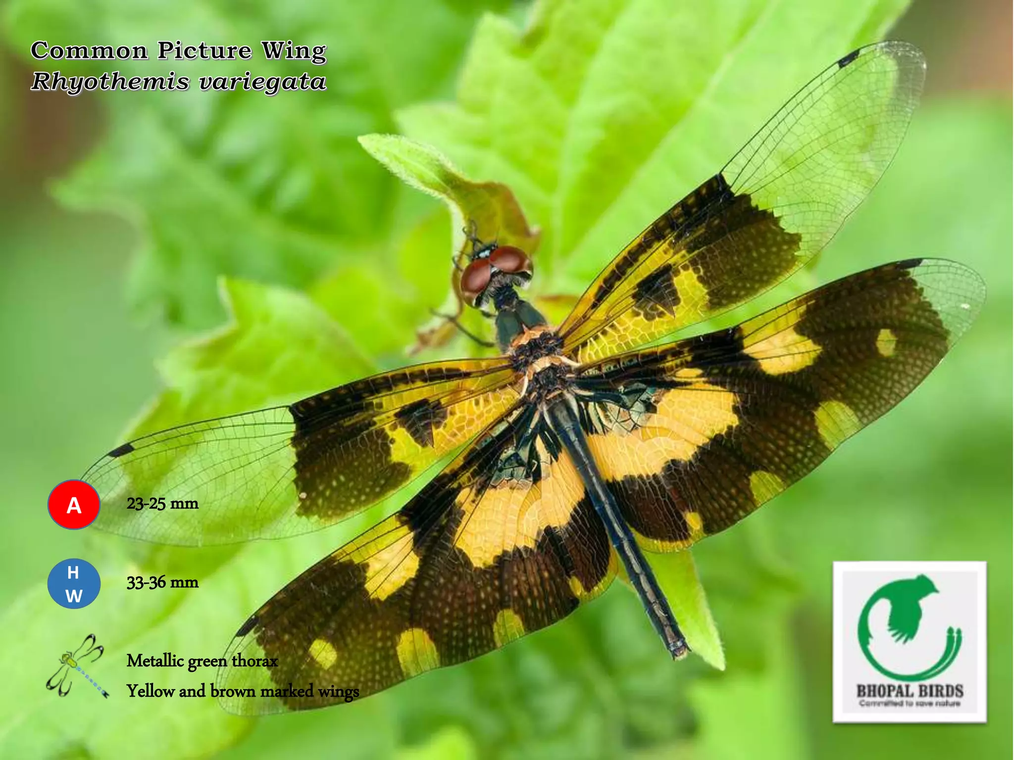 Common Odonata of Madhya Pradesh | PPTX