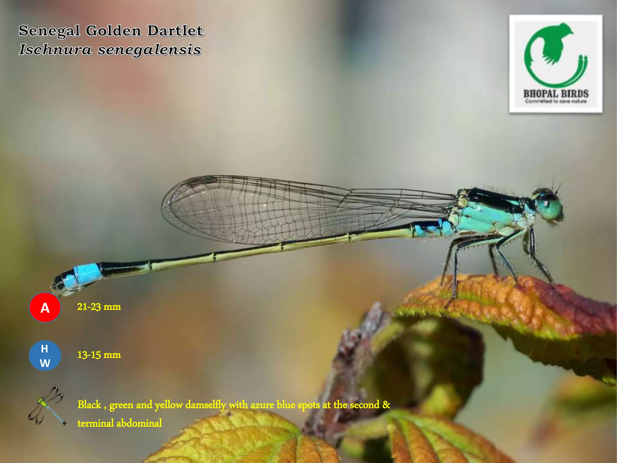 Common Odonata of Madhya Pradesh | PPTX