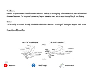 Common Odonata of Madhya Pradesh | PPTX