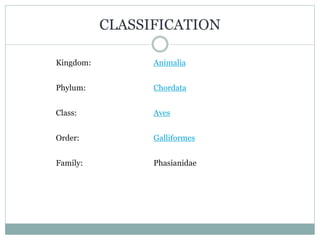 Common peafowl | PPTX