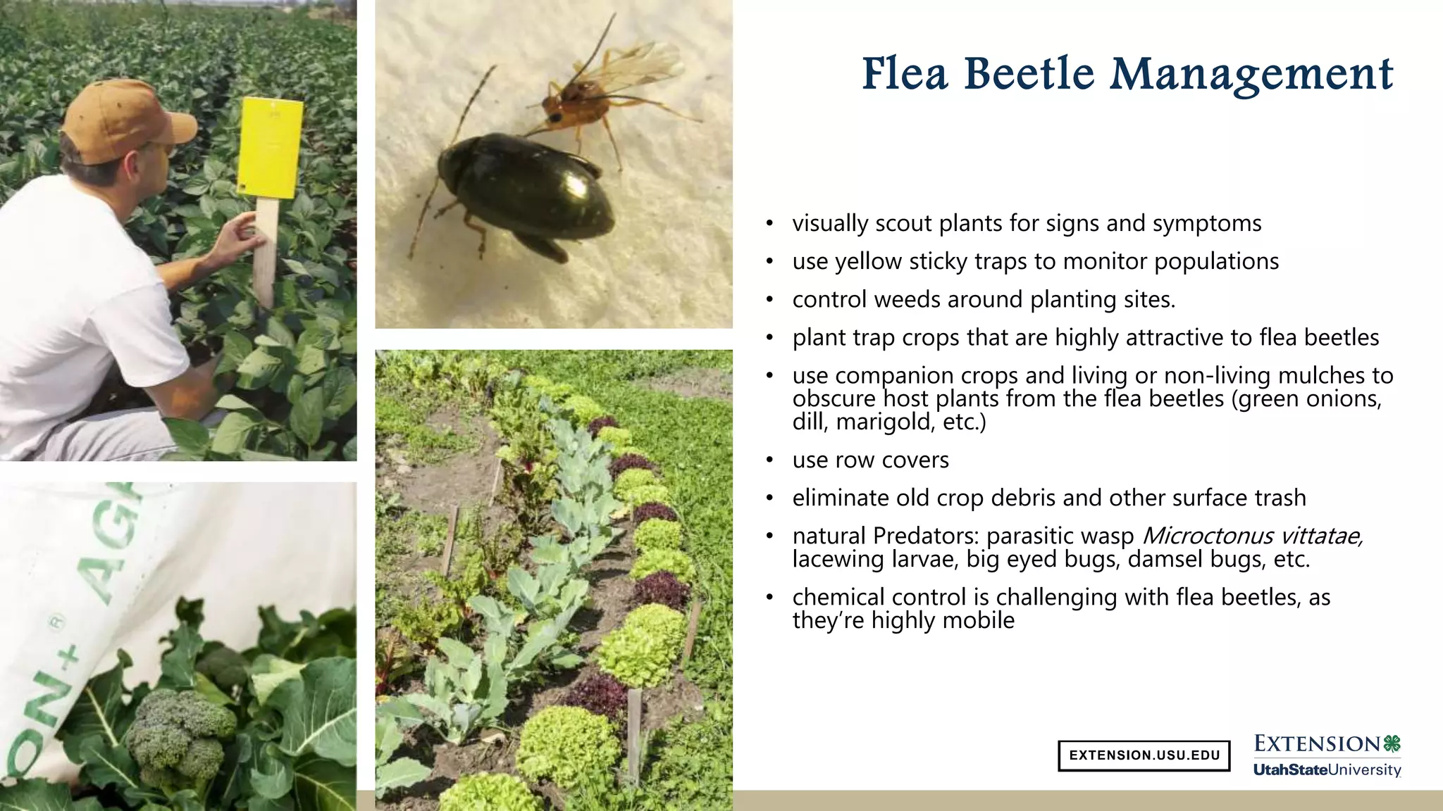 Common Insect Pests of Brassica Crops | PPTX
