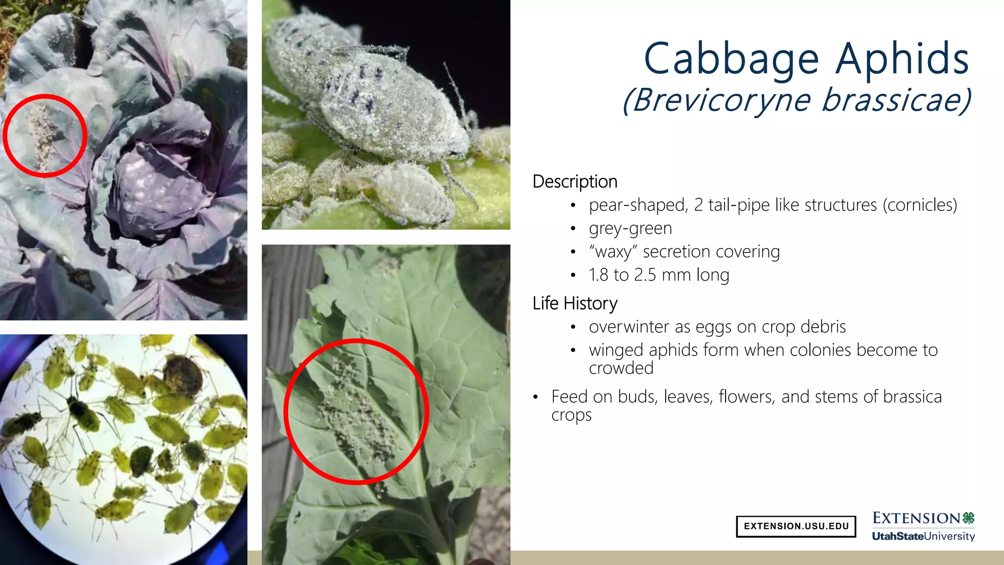 Common Insect Pests of Brassica Crops | PPTX