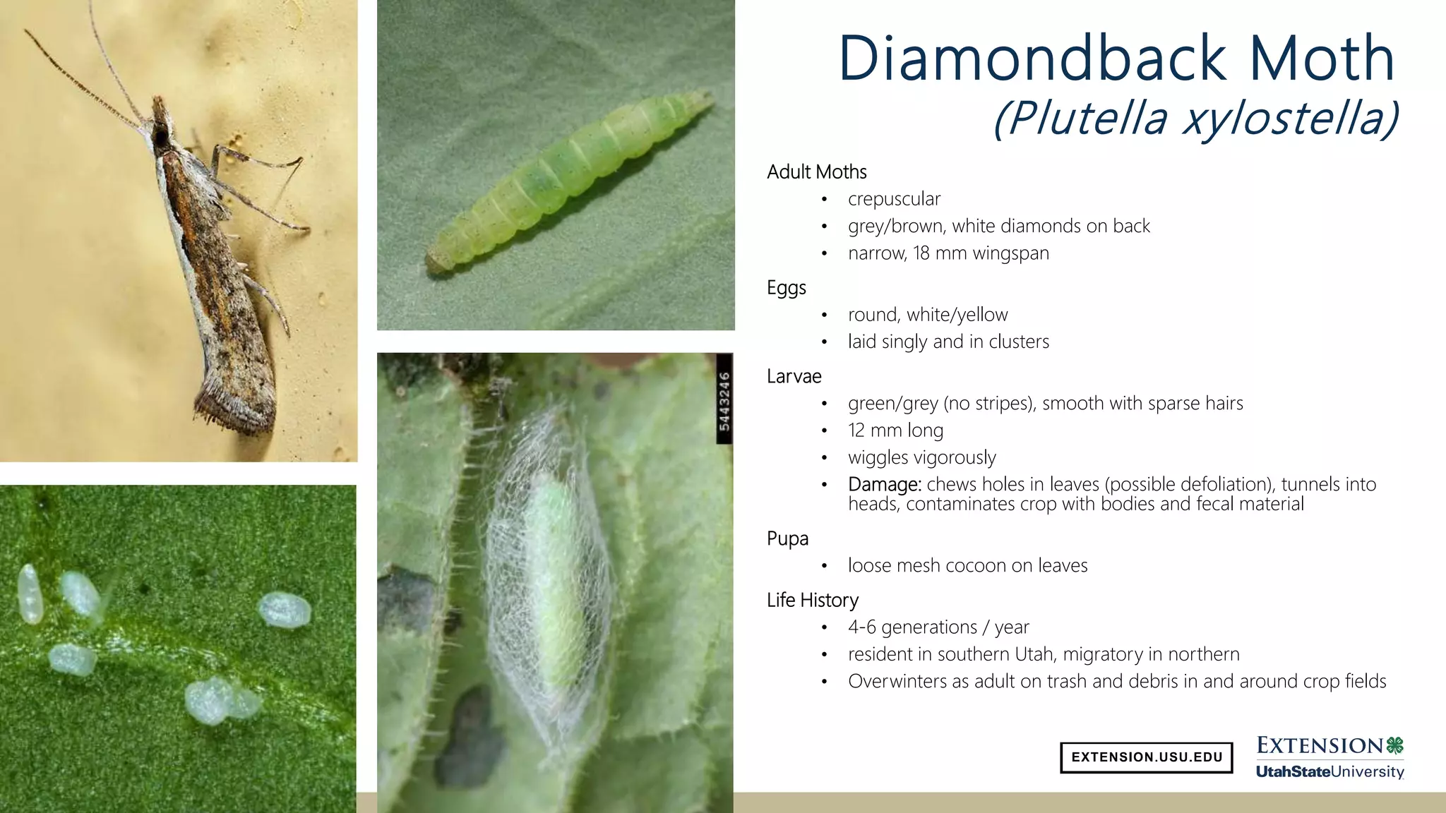 Common Insect Pests of Brassica Crops | PPTX