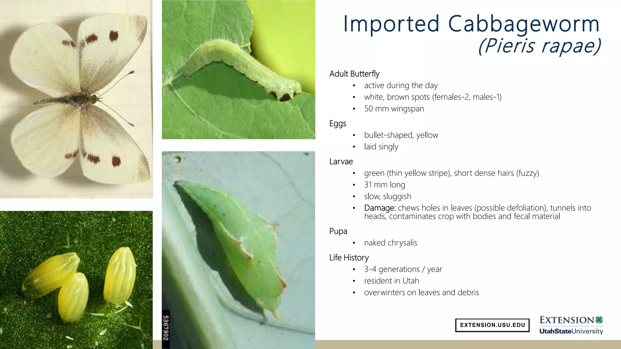 Common Insect Pests of Brassica Crops | PPTX