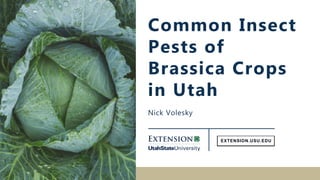 Common Insect Pests of Brassica Crops | PPTX