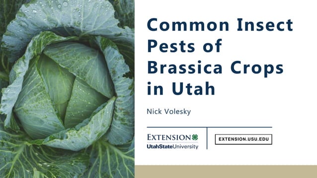 Common Insect Pests of Brassica Crops | PPTX | Agriculture | Industries