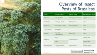 Common Insect Pests of Brassica Crops | PPTX