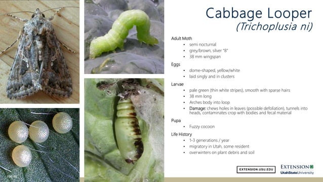 Common Insect Pests of Brassica Crops | PPTX | Agriculture | Industries