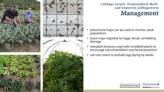 Common Insect Pests of Brassica Crops | PPTX