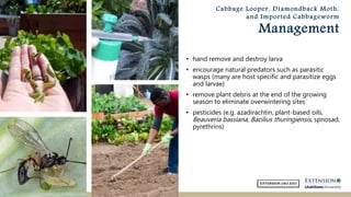 Common Insect Pests of Brassica Crops | PPTX