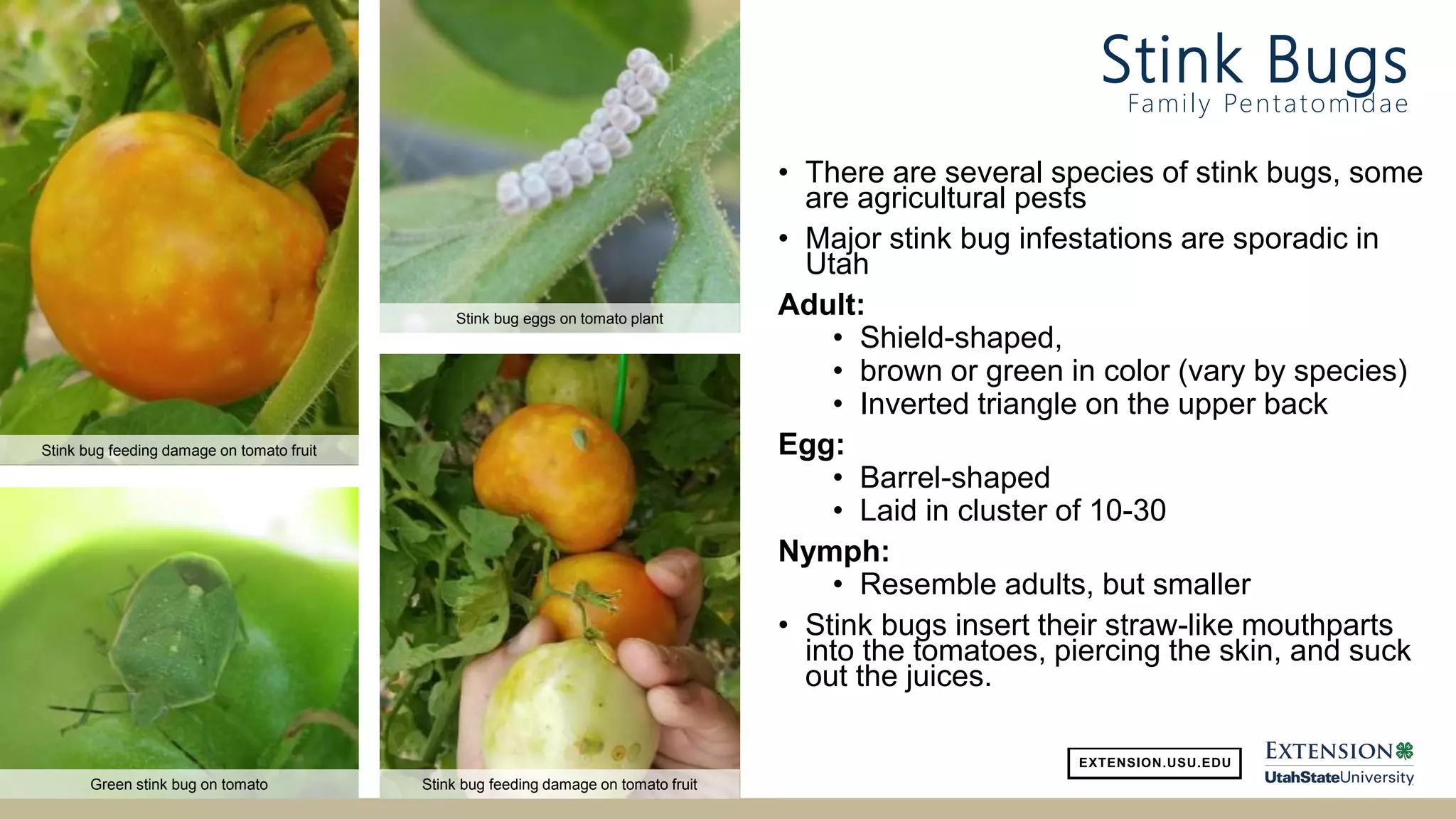 Common Pests of Tomatoes in Utah | PPTX