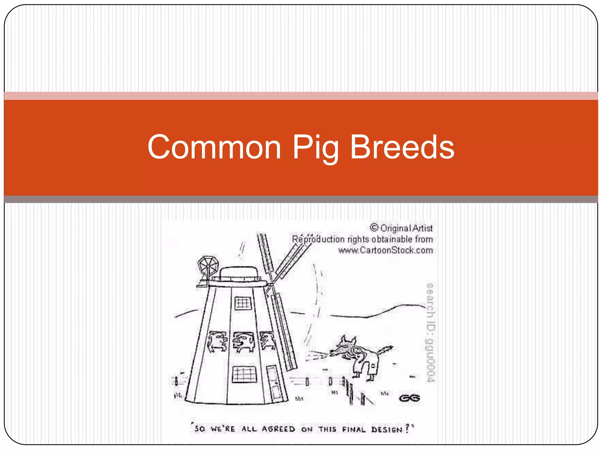 Common pig breeds | PPTX