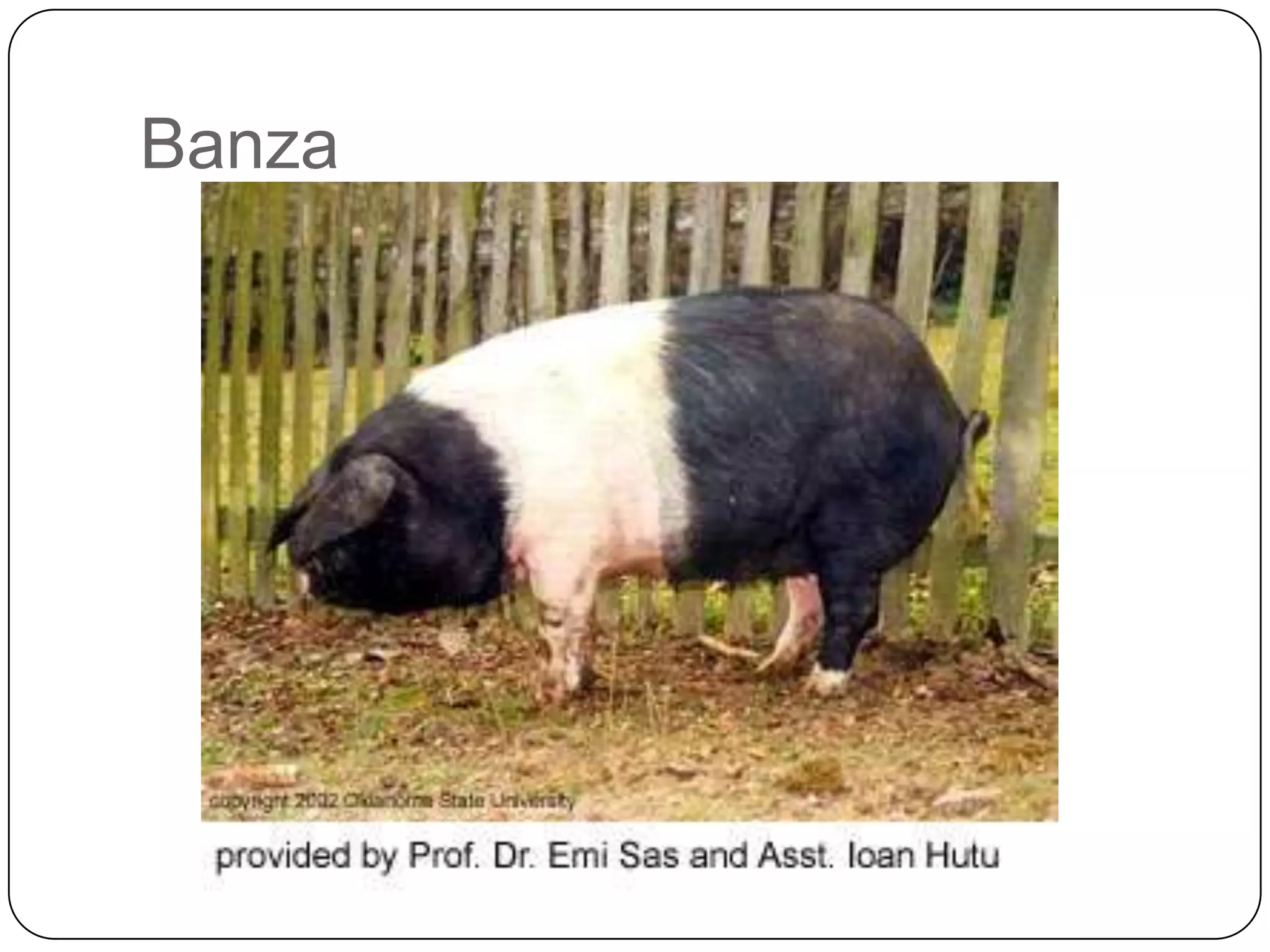 Common pig breeds | PPTX