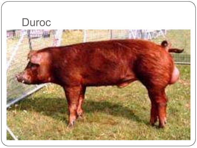 Common pig breeds | PPTX