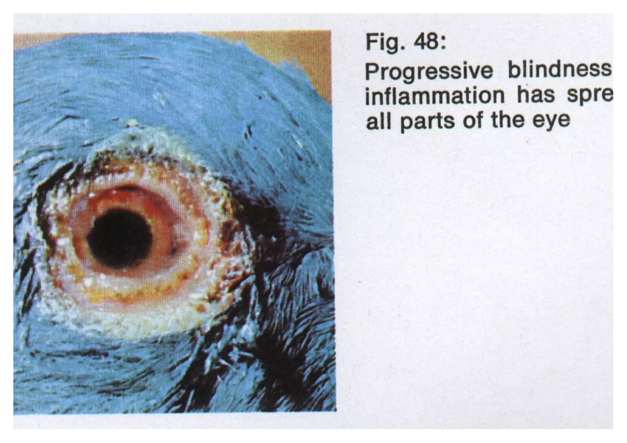 Common pigeon diseases | PDF