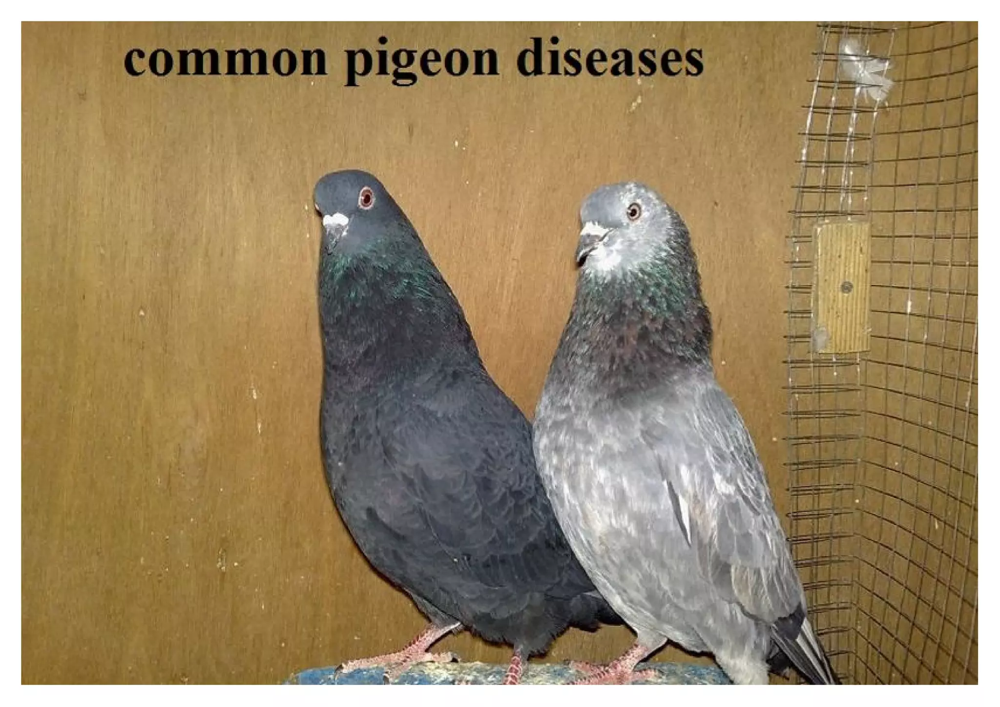 Common pigeon diseases | PPT