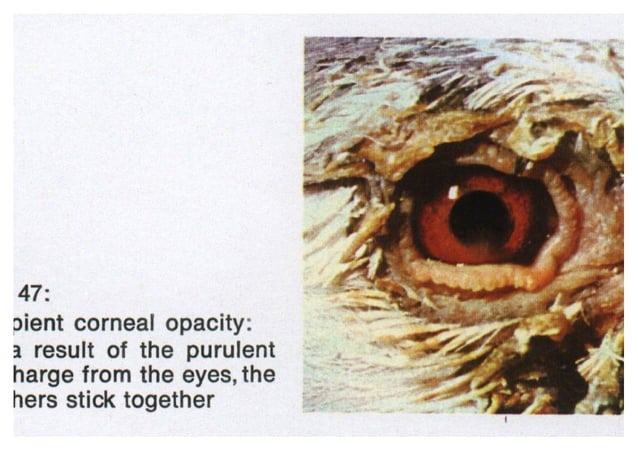 Common pigeon diseases | PDF | Mental Health | Diseases and Conditions