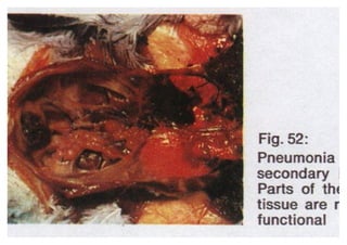 Common pigeon diseases | PDF