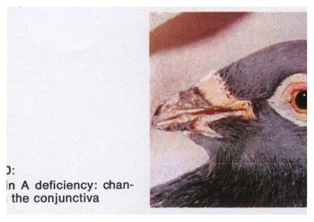 Common pigeon diseases