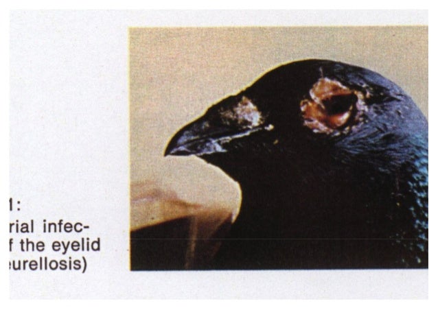 Common pigeon diseases