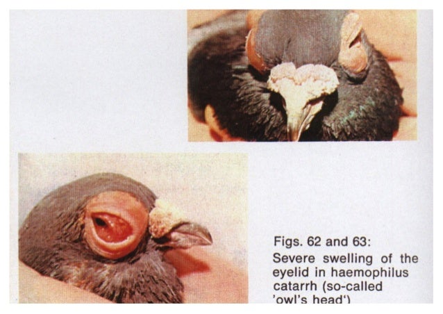 Common pigeon diseases
