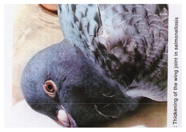 Common pigeon diseases