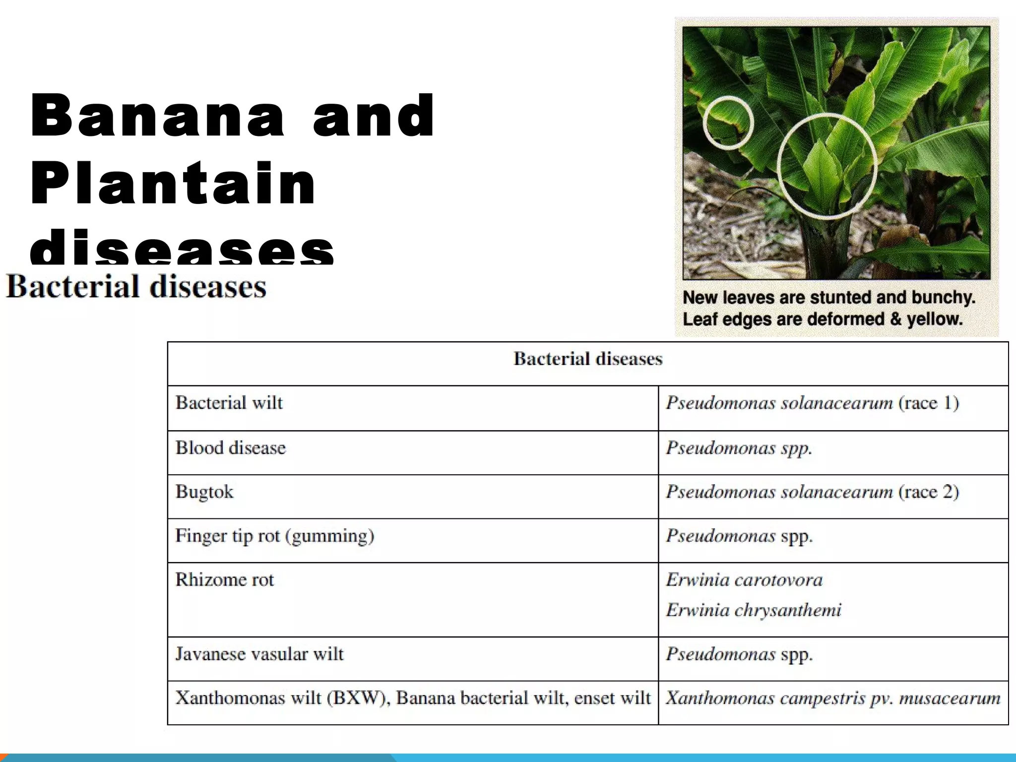 Common plant diseases | PPT