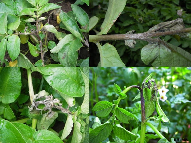 Common Plant Diseases and Treatments | PDF | Gardening | Home & Garden