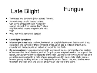 Common Plant Diseases.ppt