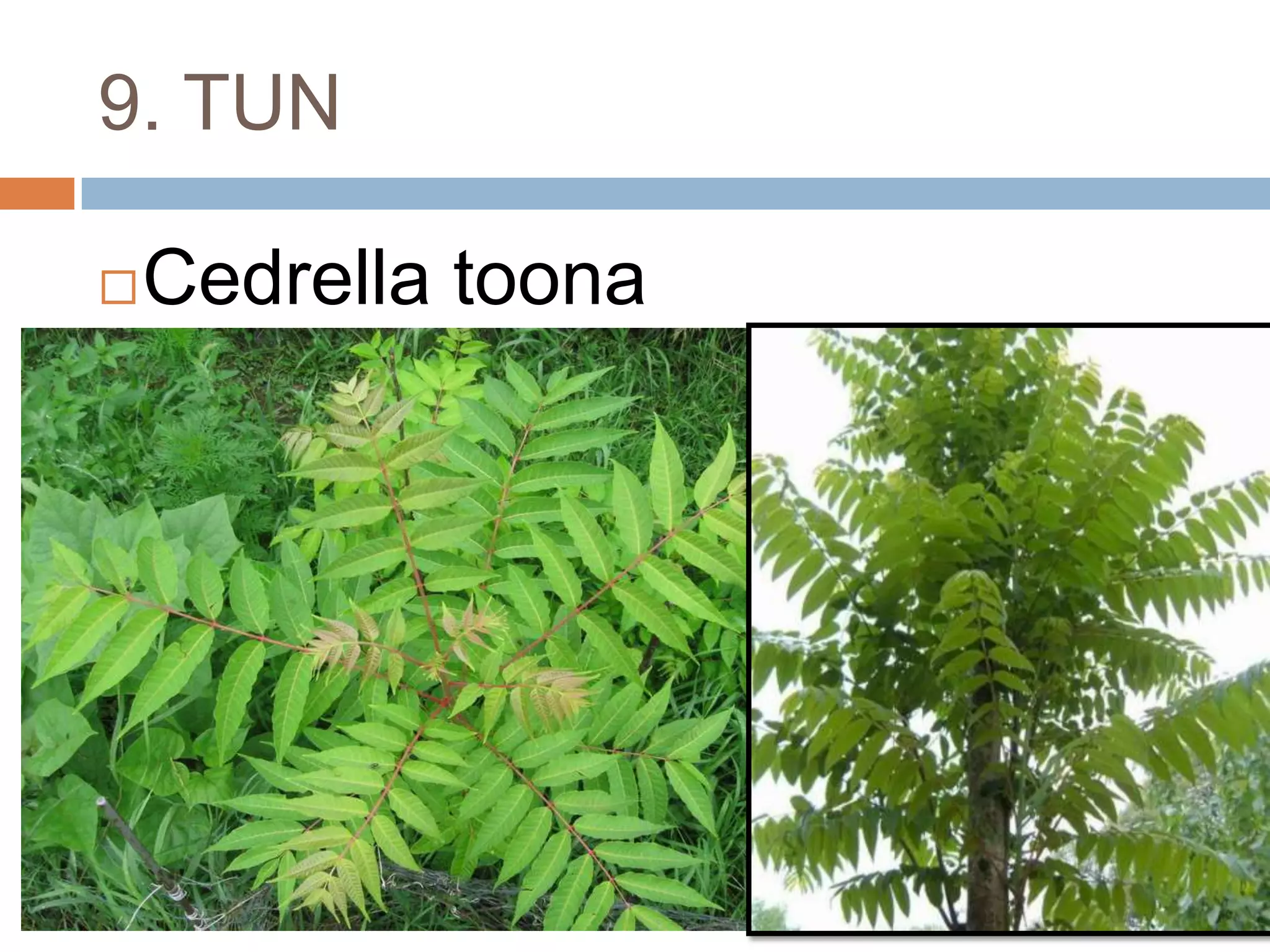 Common plants of Punjab (india) | PPTX