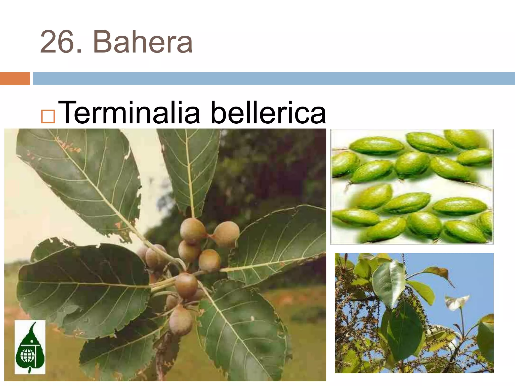 Common plants of Punjab (india) | PPTX