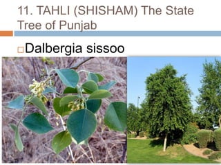 Common plants of Punjab (india) | PPTX
