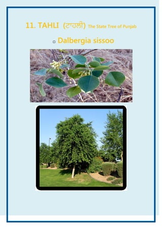 Common Plants of Punjab (India) ebook - A Visual Treat | PDF